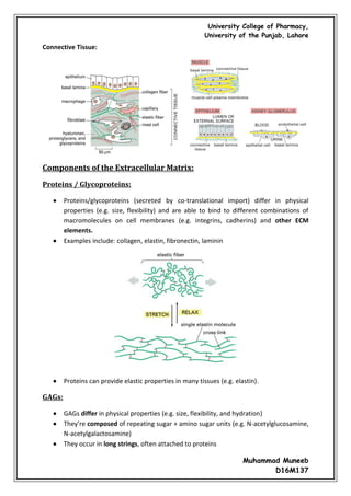 Cell junctions and the extracellular matrix | PDF