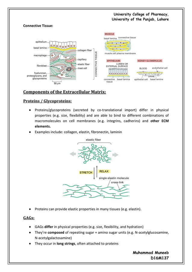 Cell Junctions And The Extracellular Matrix Pdf Biological Sciences Science