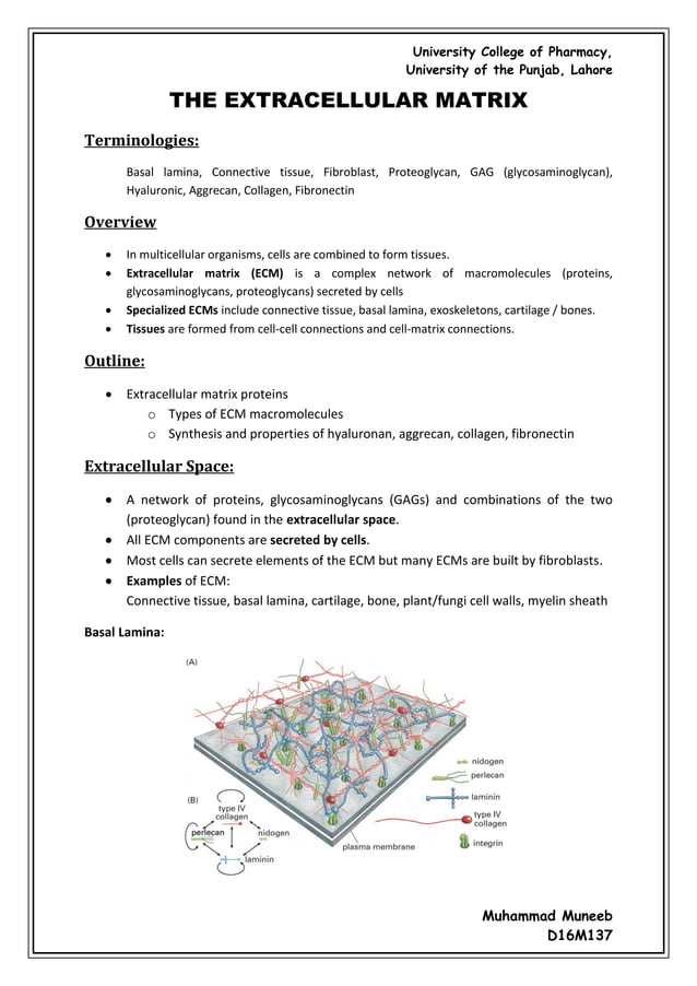 Cell junctions and the extracellular matrix | PDF | Biological Sciences | Science