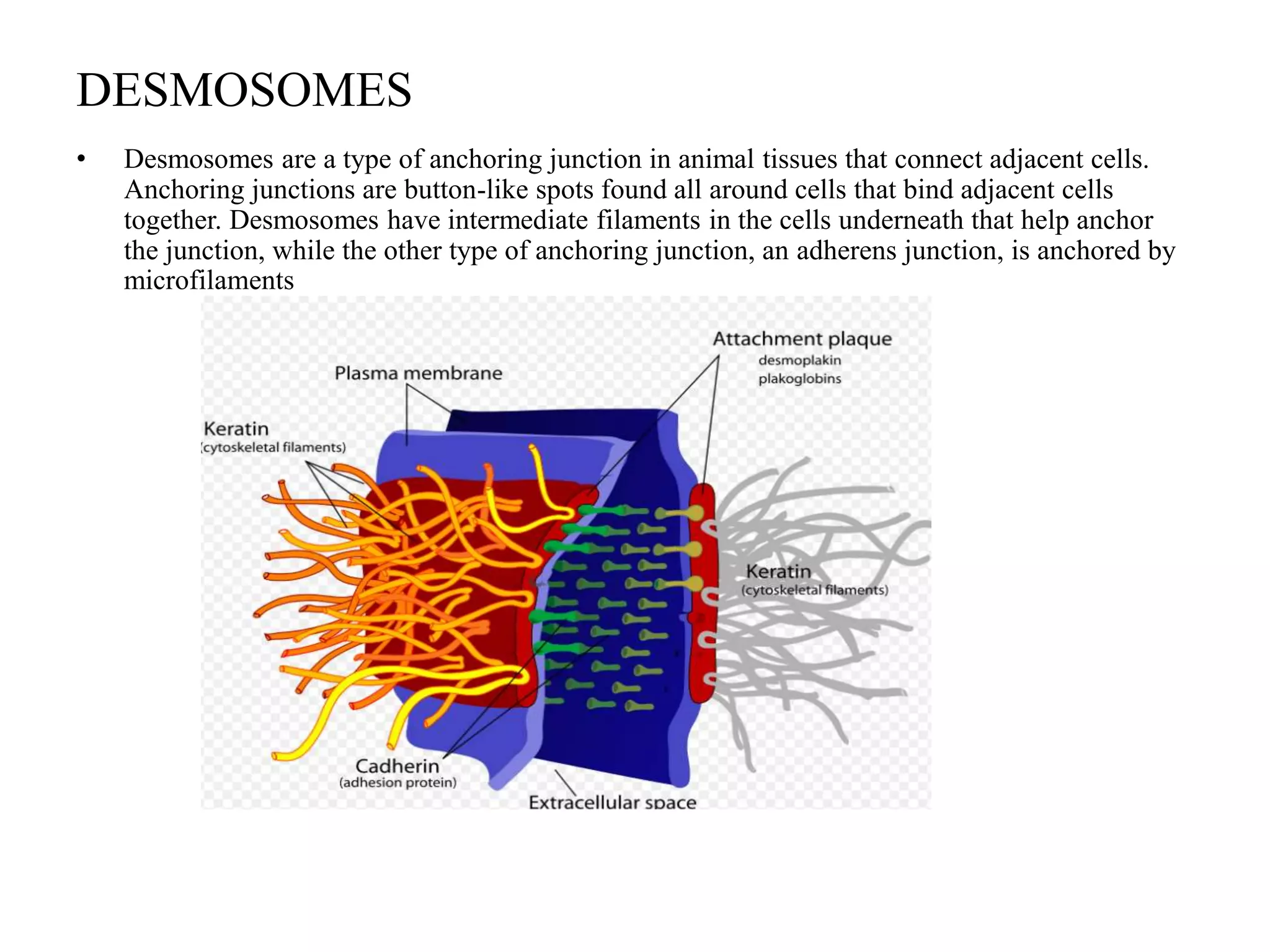 Cell junctions , cell adhesion and extra cellular matrix | PPTX