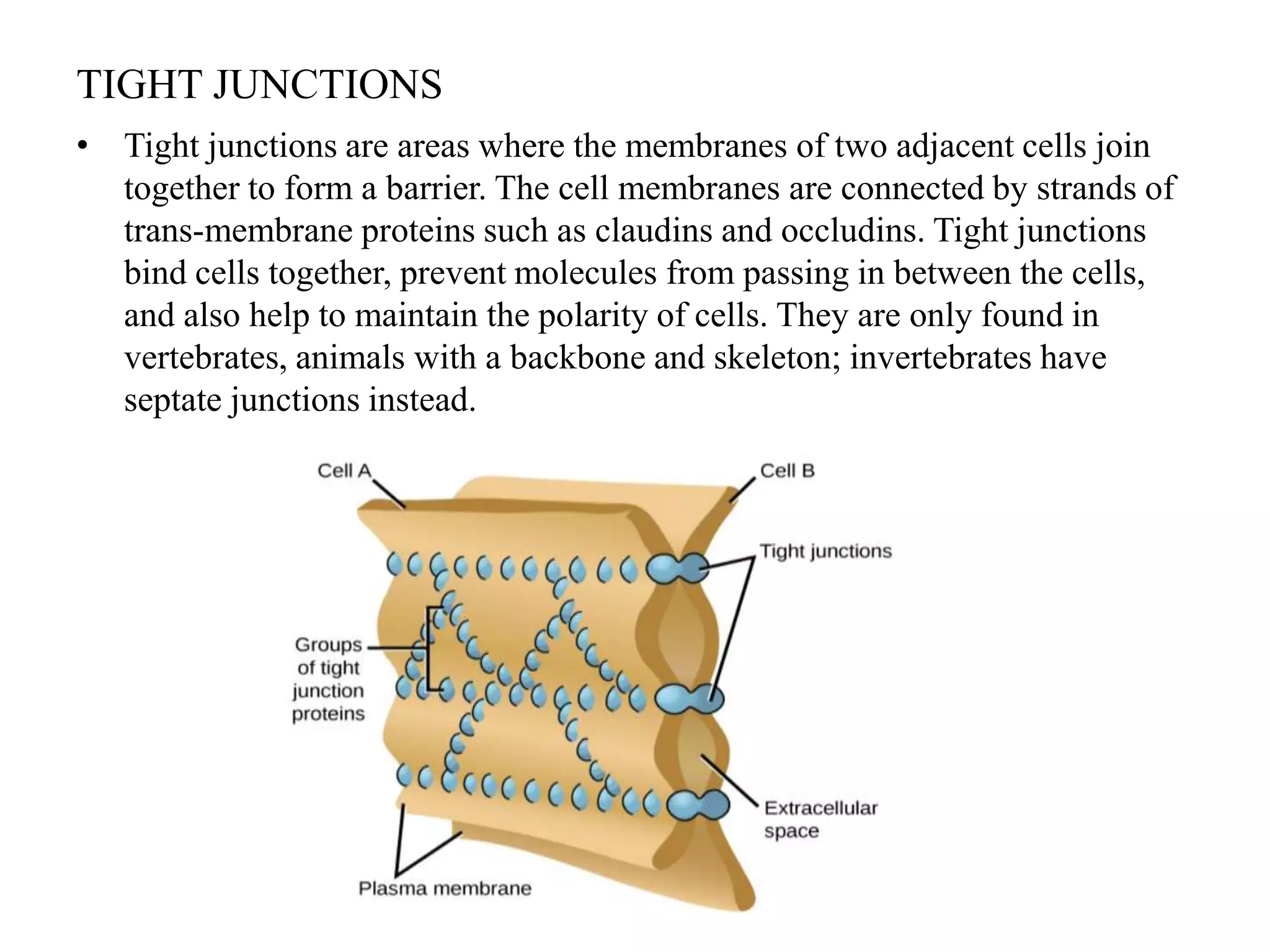 Cell junctions , cell adhesion and extra cellular matrix | PPTX