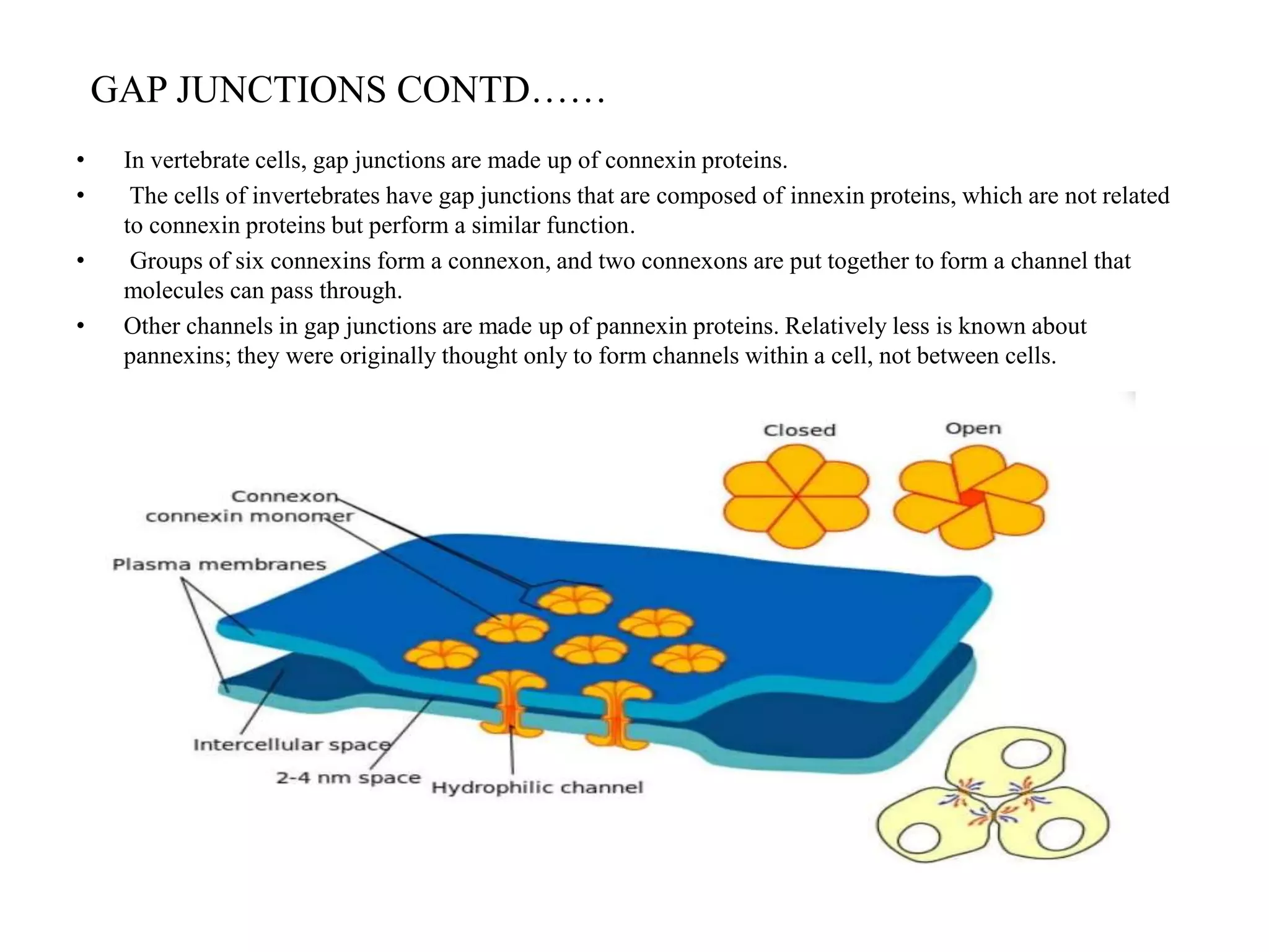 Cell junctions , cell adhesion and extra cellular matrix | PPTX