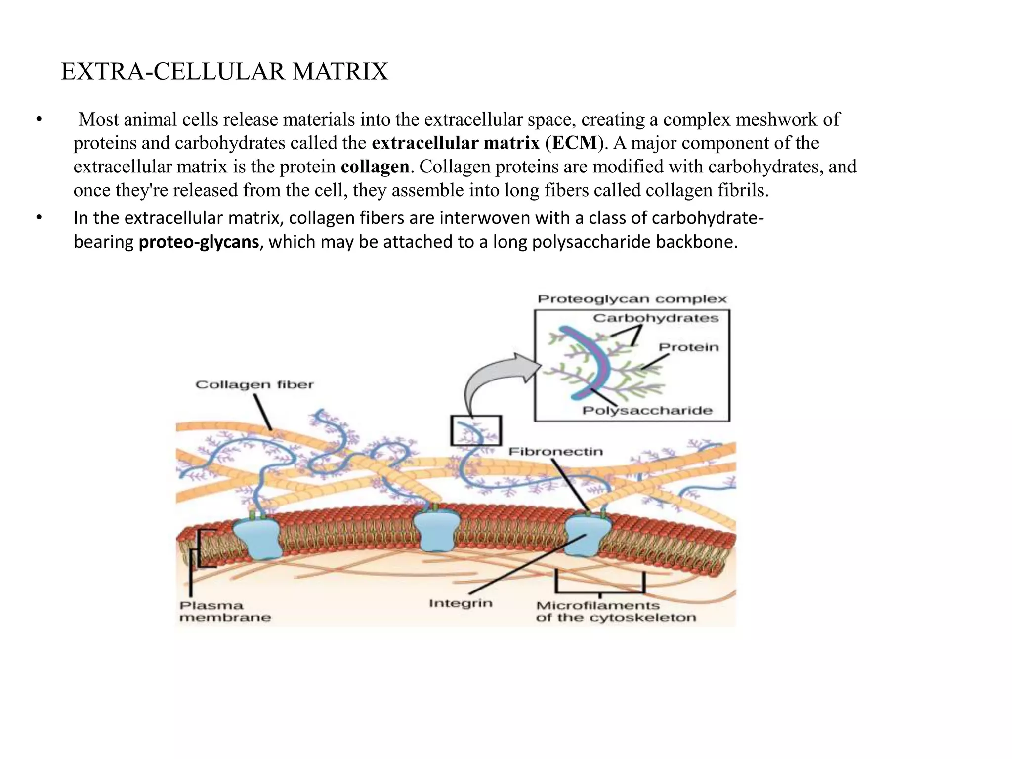 Cell junctions , cell adhesion and extra cellular matrix | PPTX