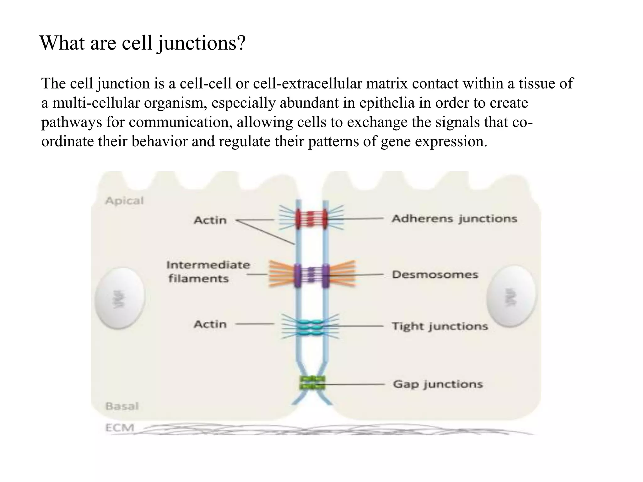 Cell junctions , cell adhesion and extra cellular matrix | PPTX