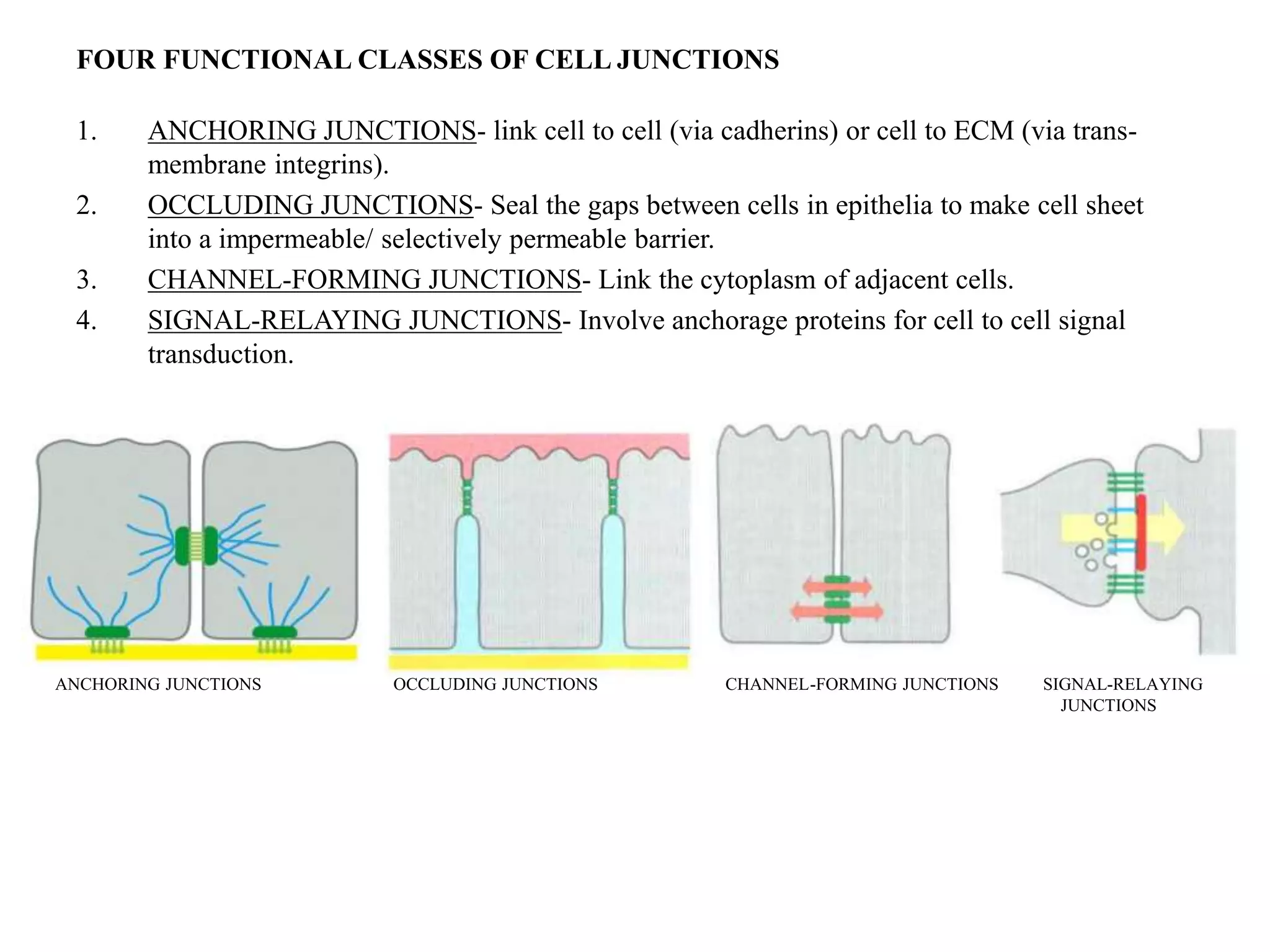 Cell junctions , cell adhesion and extra cellular matrix | PPTX