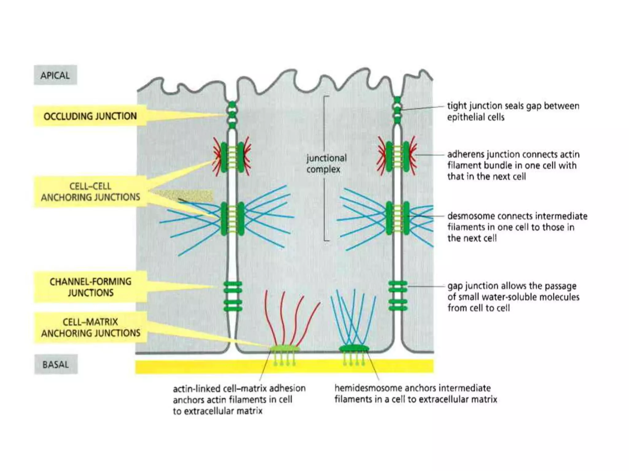Cell Junctions Cell Adhesion And Extra Cellular Matrix Pptx Biological Sciences Science