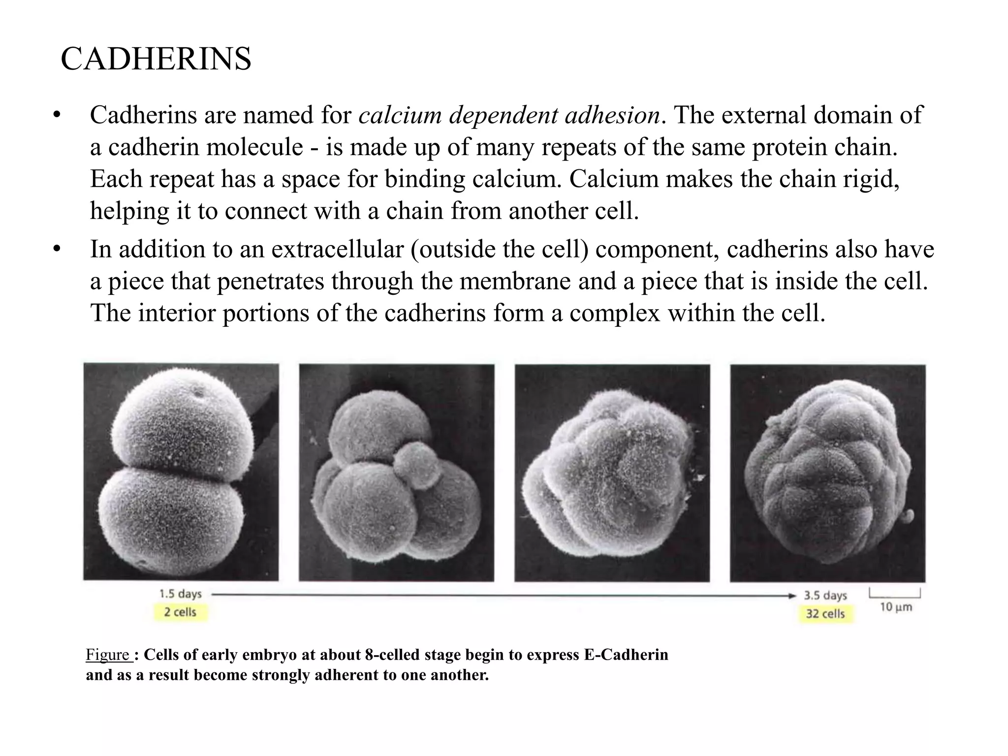 Cell junctions , cell adhesion and extra cellular matrix | PPTX