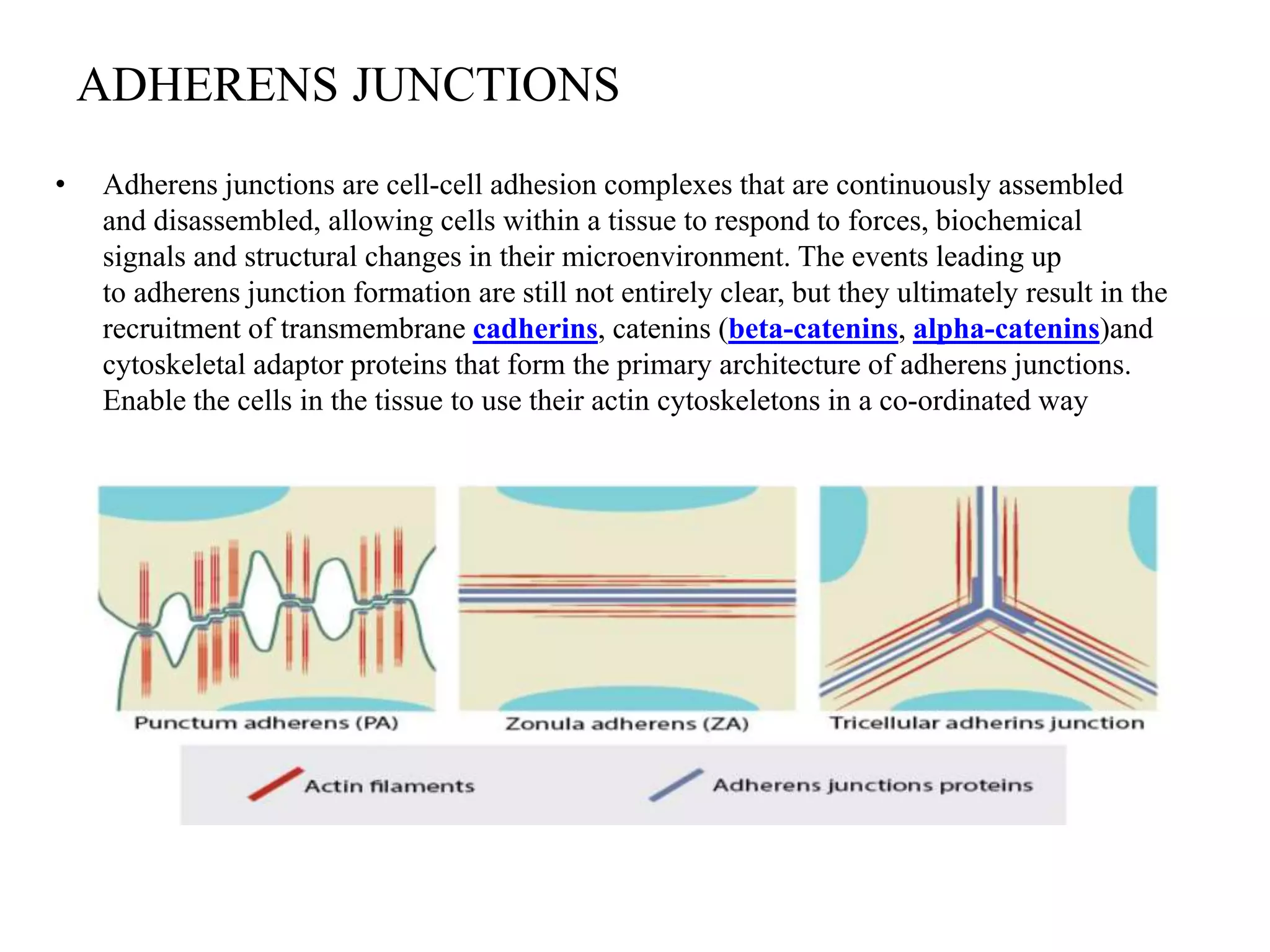 Cell junctions , cell adhesion and extra cellular matrix | PPTX