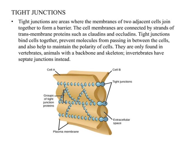 Cell junctions , cell adhesion and extra cellular matrix | PPTX | Biological Sciences | Science