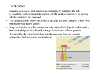 Cell junctions , cell adhesion and extra cellular matrix | PPTX