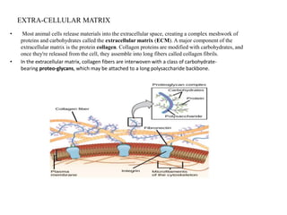 Cell junctions , cell adhesion and extra cellular matrix | PPTX