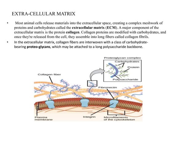 Cell junctions , cell adhesion and extra cellular matrix | PPTX ...