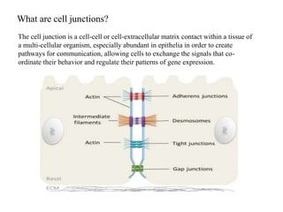 Cell junctions , cell adhesion and extra cellular matrix | PPTX