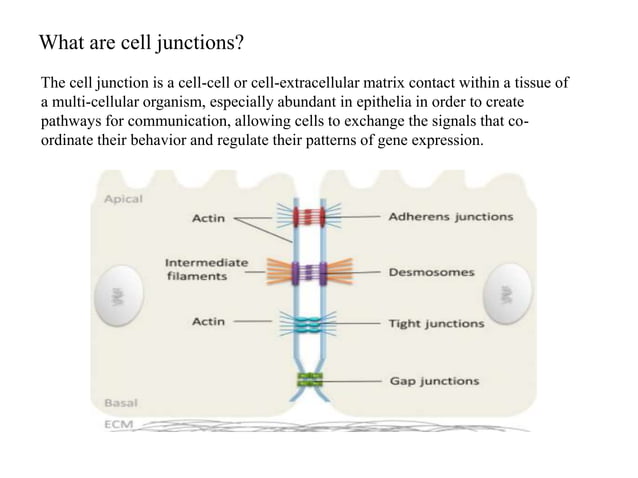 Cell Junctions Cell Adhesion And Extra Cellular Matrix Pptx Biological Sciences Science