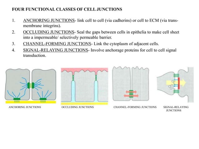 Cell junctions , cell adhesion and extra cellular matrix | PPTX ...