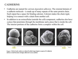 Cell junctions , cell adhesion and extra cellular matrix | PPTX