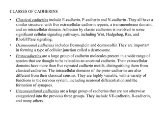 Cell junctions , cell adhesion and extra cellular matrix | PPTX