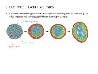 Cell junctions , cell adhesion and extra cellular matrix | PPTX