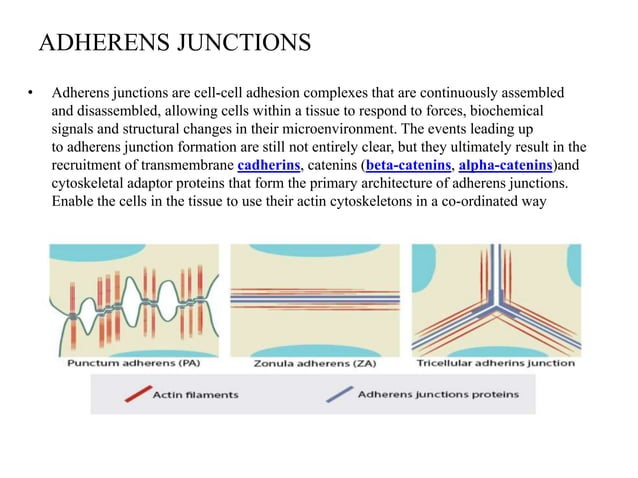 Cell junctions , cell adhesion and extra cellular matrix | PPTX ...