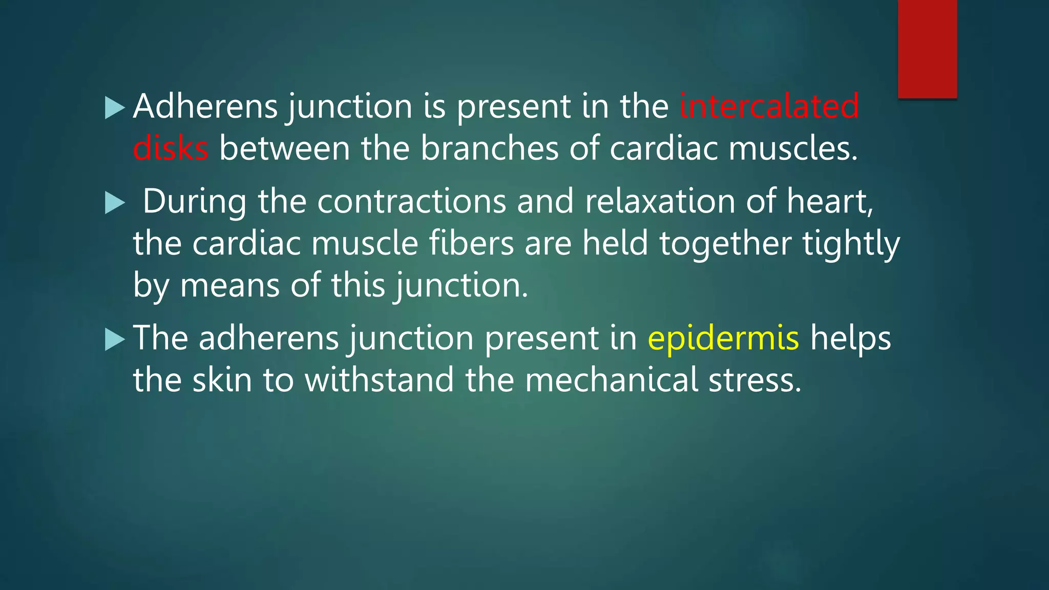 CELL JUNCTIONS lecture .pptx
