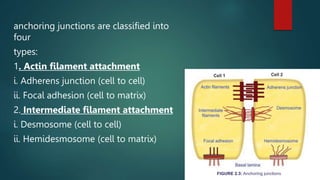 CELL JUNCTIONS lecture .pptx