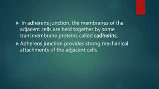 CELL JUNCTIONS lecture .pptx