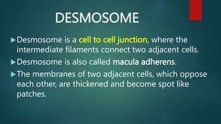 CELL JUNCTIONS lecture .pptx