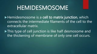 CELL JUNCTIONS lecture .pptx