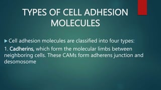CELL JUNCTIONS lecture .pptx
