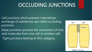 CELL JUNCTIONS lecture .pptx