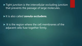 CELL JUNCTIONS lecture .pptx