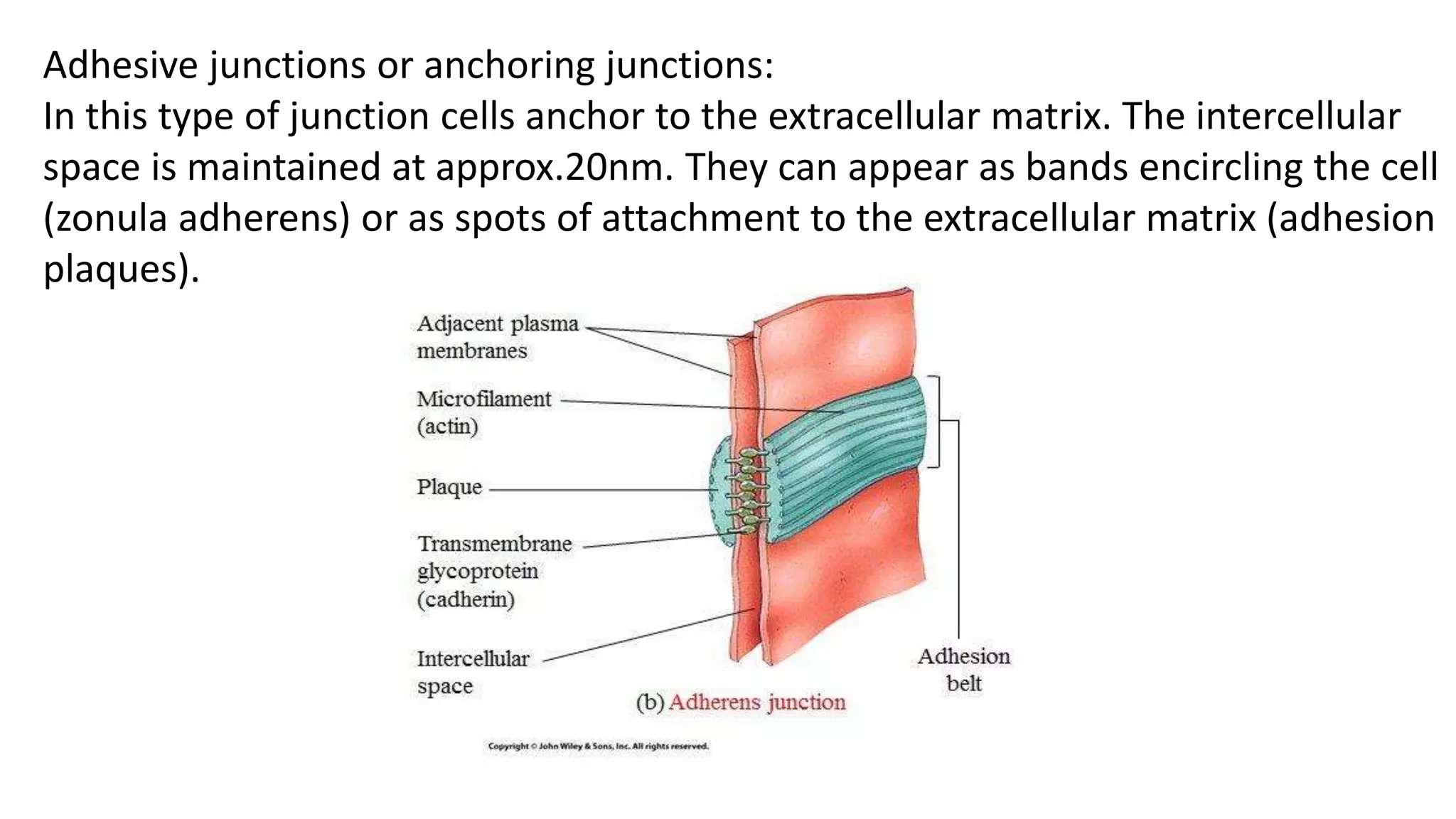 Cell junctions ppt | PPTX