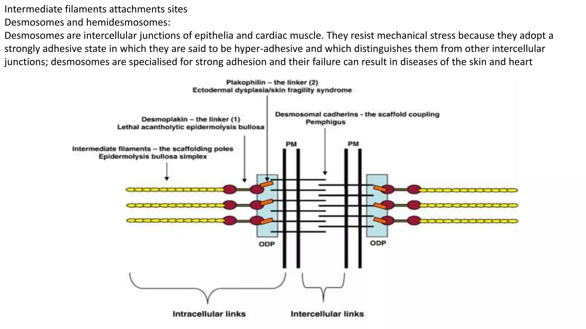 Cell junctions ppt | PPTX