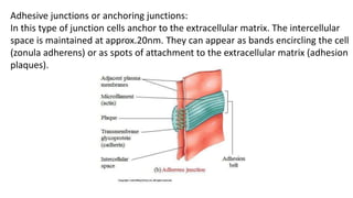 Cell junctions ppt | PPTX