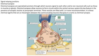 Cell junctions ppt | PPTX