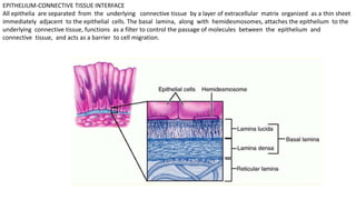 Cell junctions ppt | PPTX