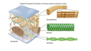 Cell junctions ppt | PPTX