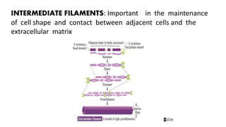 Cell junctions ppt | PPTX