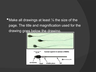 Cell lab | PDF