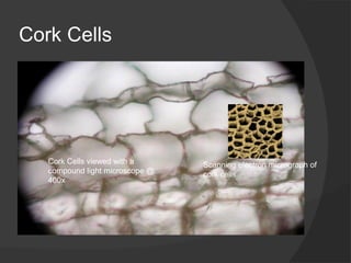 Cell lab | PPT | Free Download