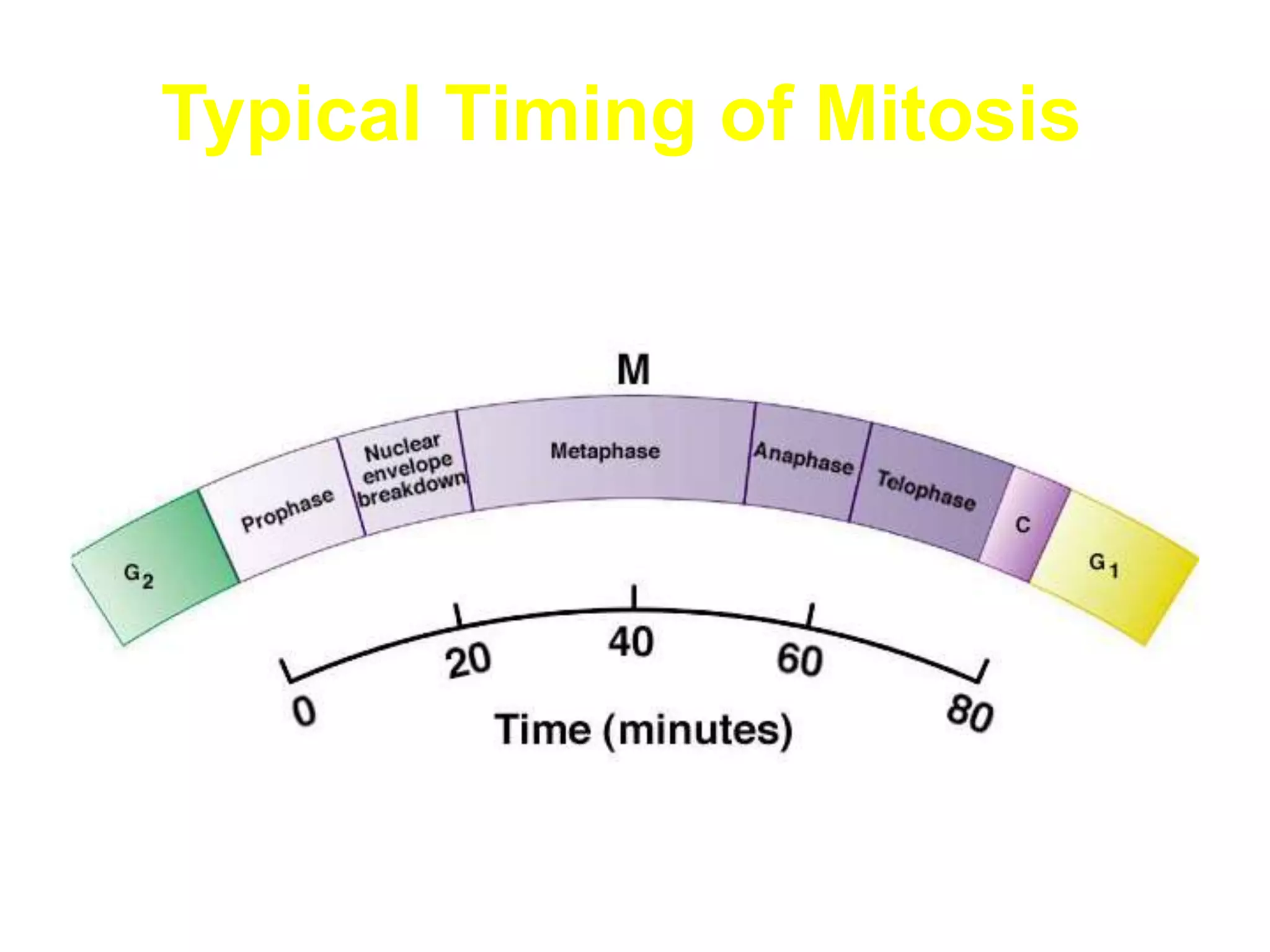 Cell Life Cycle.ppt