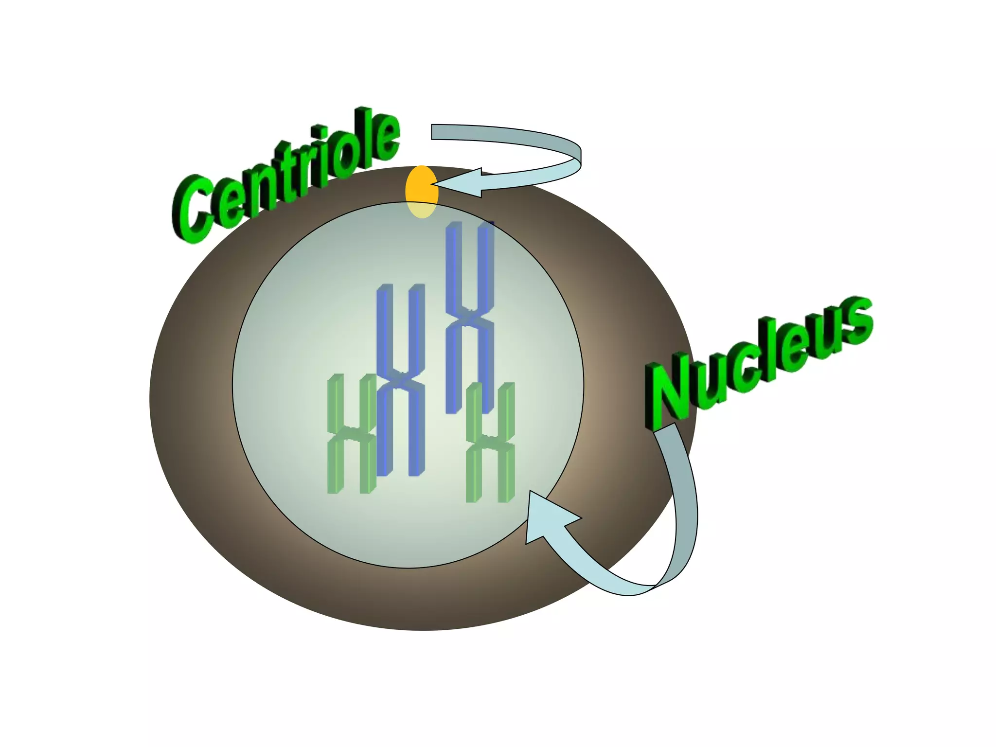 Cell Life Cycle.ppt