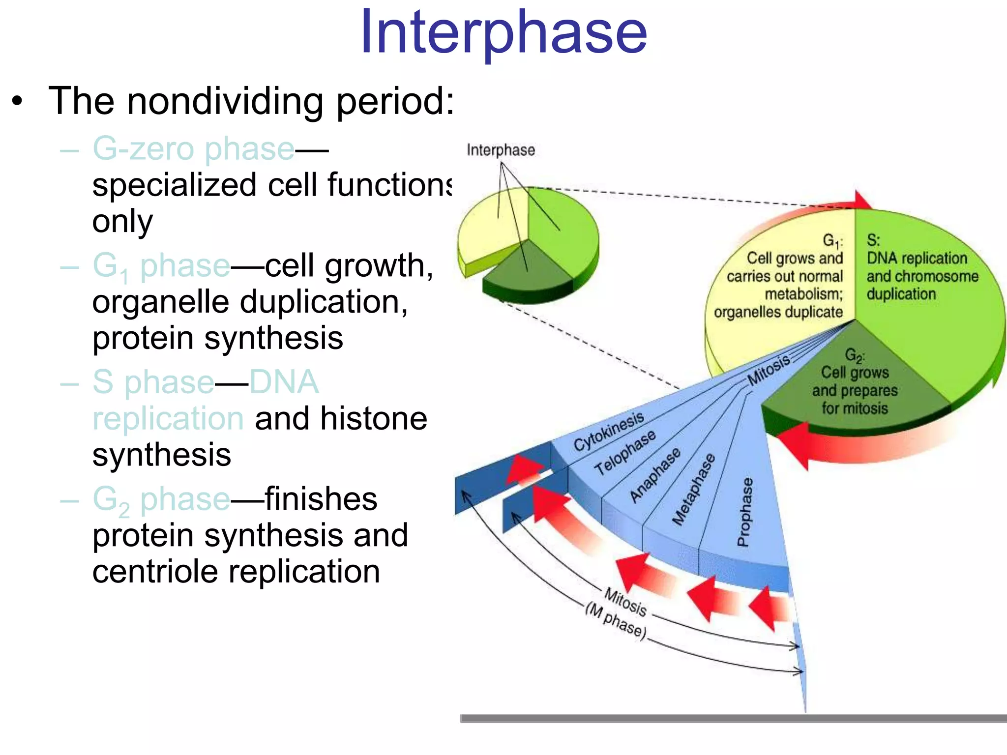 Cell Life Cycle.ppt