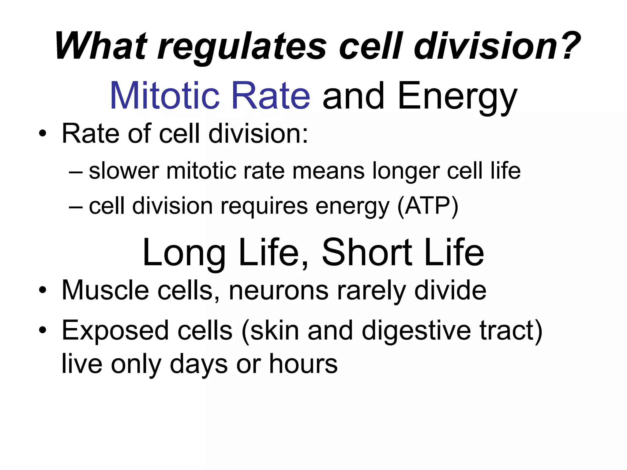 Cell Life Cycle.ppt