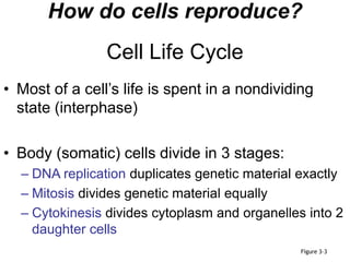 Cell Life Cycle.ppt