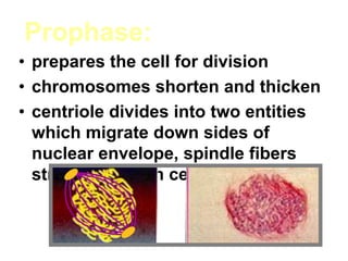 Cell Life Cycle.ppt