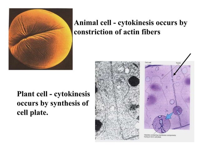 Cell Life Cycle.ppt