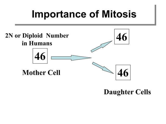 Cell Life Cycle.ppt