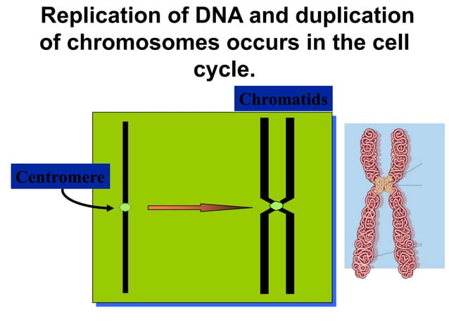 Cell Life Cycle.ppt