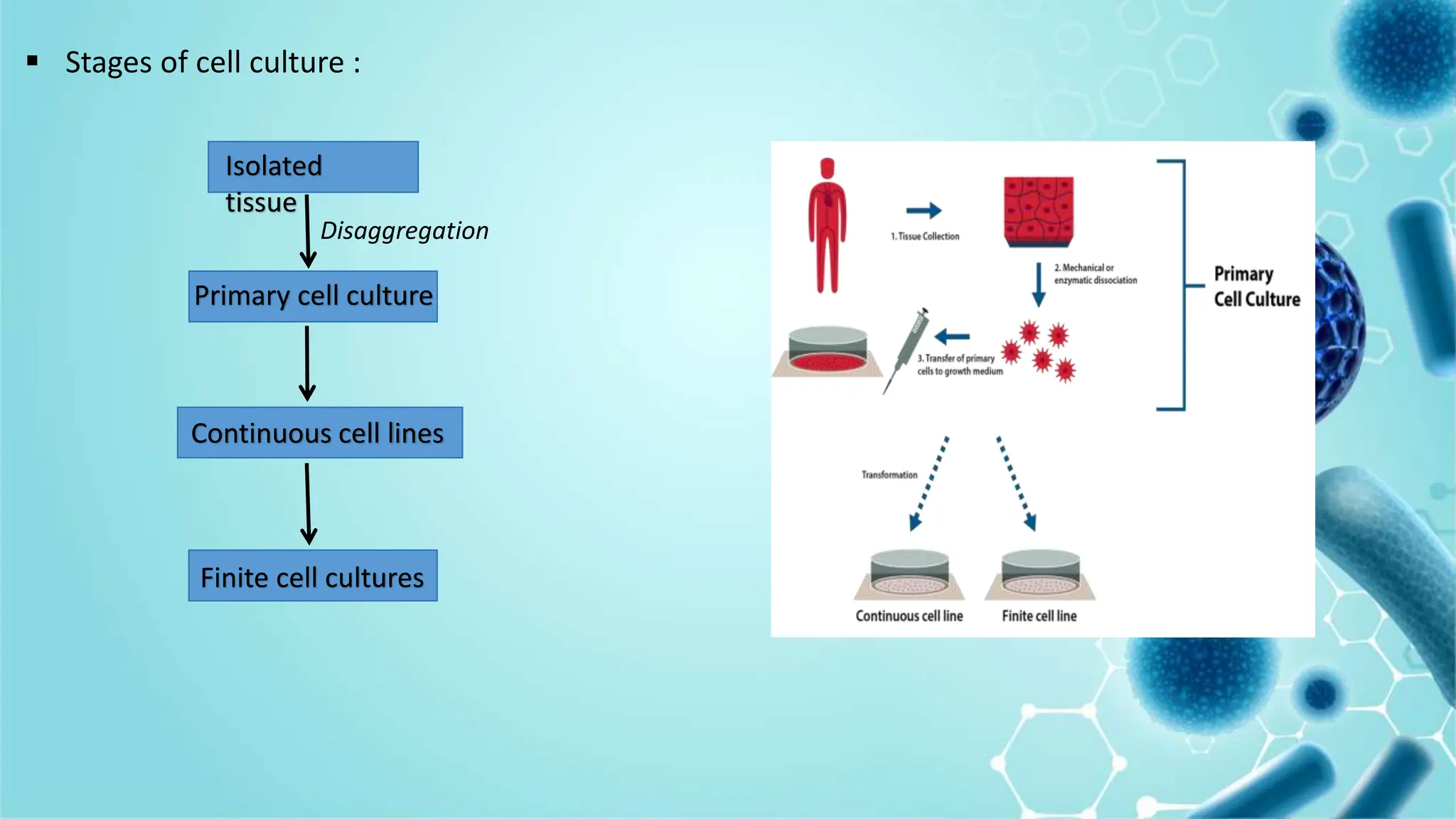 cell line description in detail by krishna | PPTX